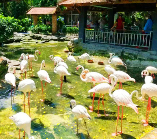 Saigon Zoo Guide: Things To Do From Animal-Spotting To Tram Rides