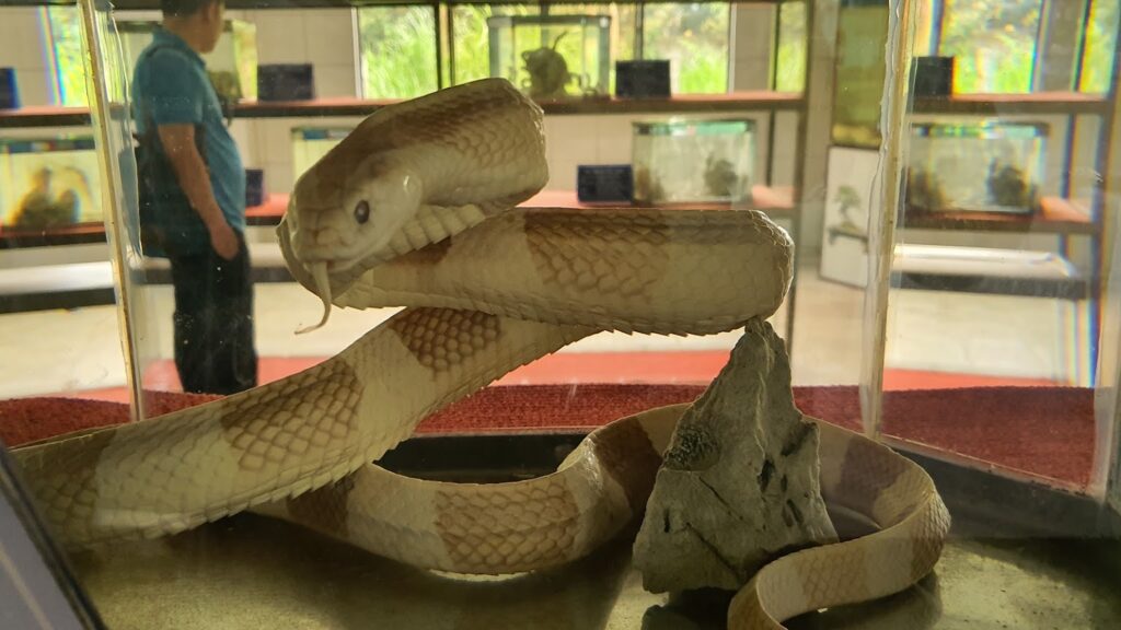 Đồng Tâm Snake Farm In Tiền Giang With 400 Plus Species Of Snakes