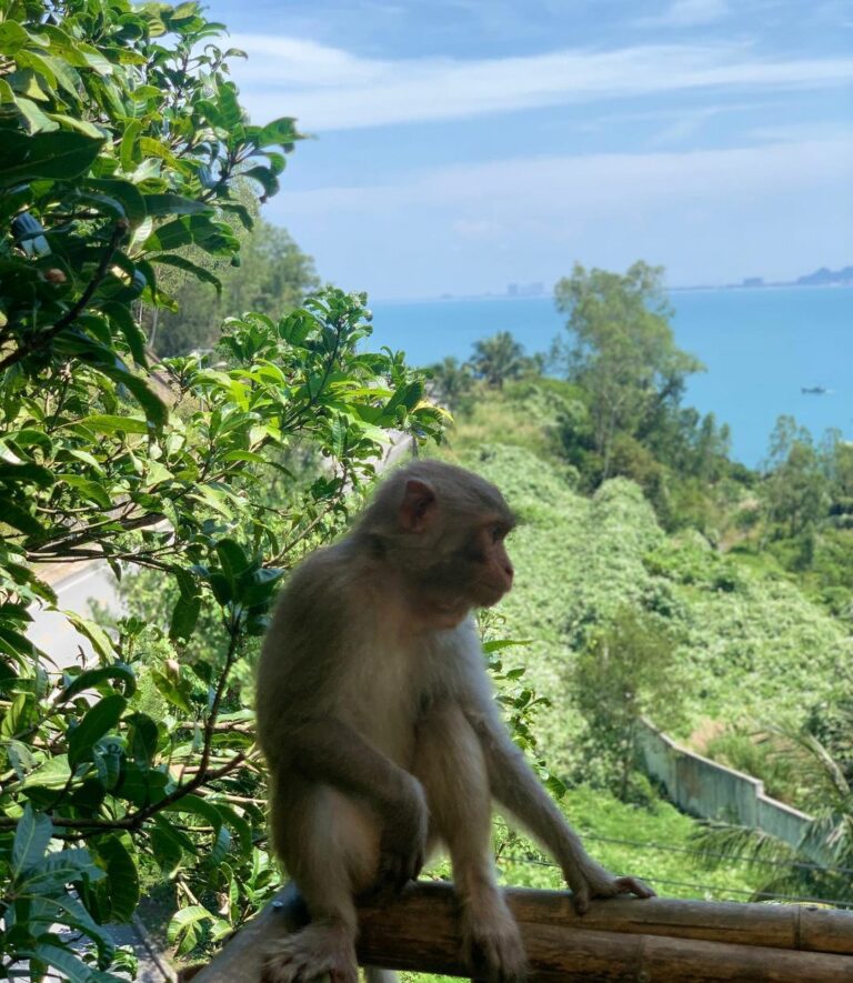 27 Things To Do In Da Nang From Tourist Experiences To Local-Favored Spots