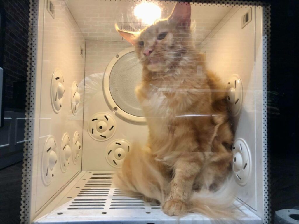 CATFE, Saigon: Cat Cafe With A Snack Buffet And Unlimited Drinks