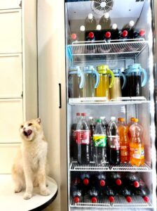 CATFE, Saigon: Cat Cafe With A Snack Buffet And Unlimited Drinks