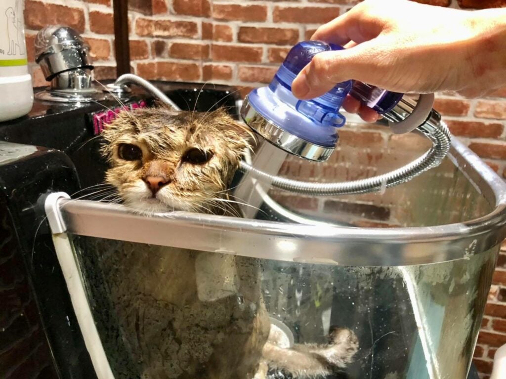 CATFE, Saigon: Cat Cafe With A Snack Buffet And Unlimited Drinks