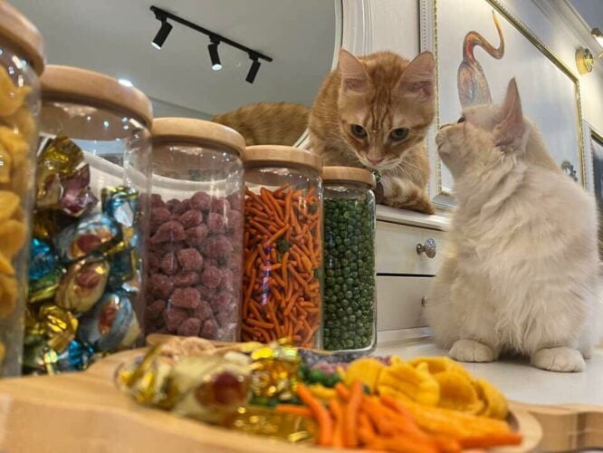 CATFE, Saigon: Cat Cafe With A Snack Buffet And Unlimited Drinks