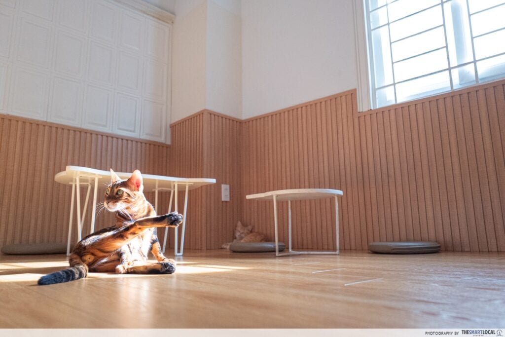 CATFE, Saigon: Cat Cafe With A Snack Buffet And Unlimited Drinks