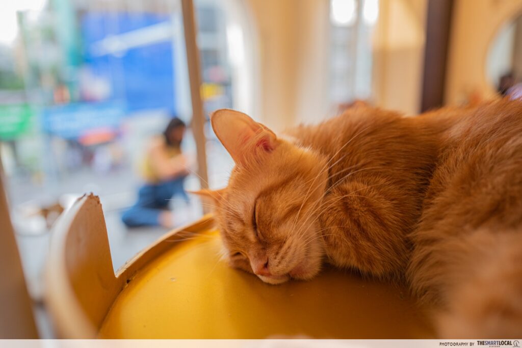 CATFE, Saigon: Cat Cafe With A Snack Buffet And Unlimited Drinks