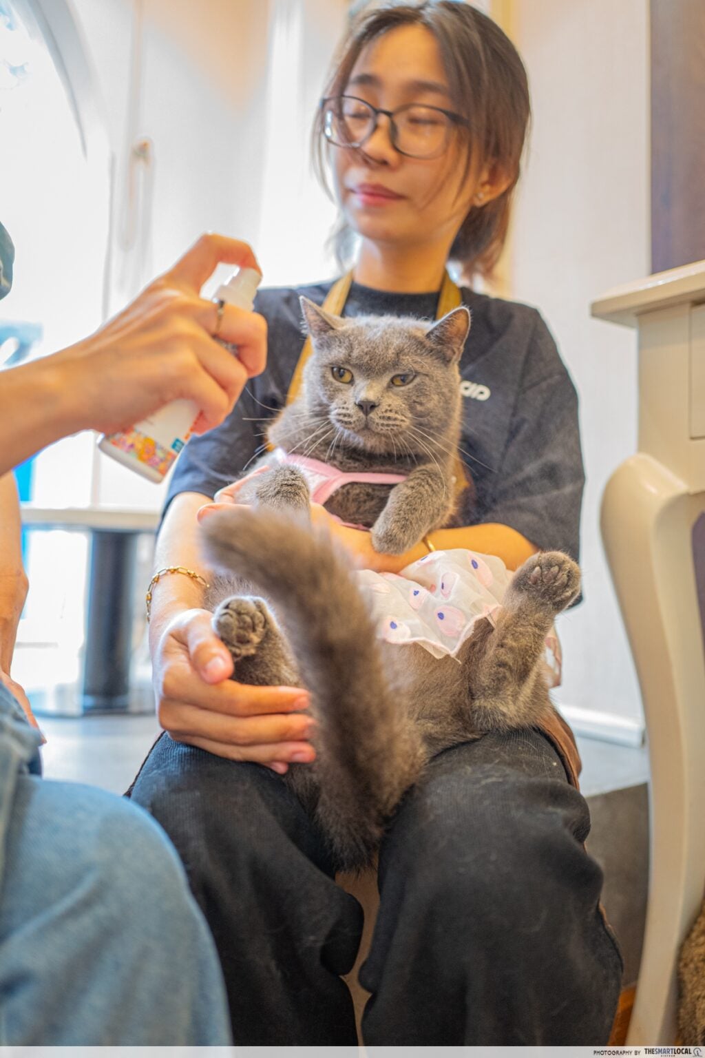 CATFE, Saigon: Cat Cafe With A Snack Buffet And Unlimited Drinks