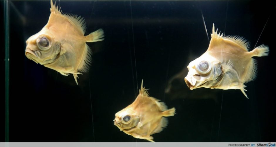 10 Weird and Wonderful Creatures You Can See at The Deep