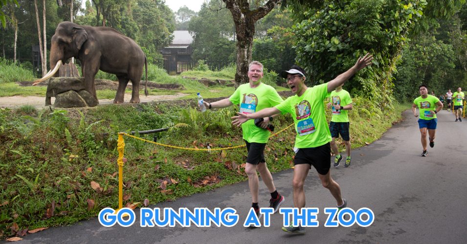 Safari Zoo Run 2019 - 12KM Race Through Singapore Zoo & Night Safari