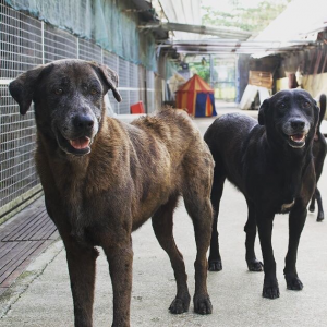 10 Places For Animal Lovers To Volunteer At In Singapore