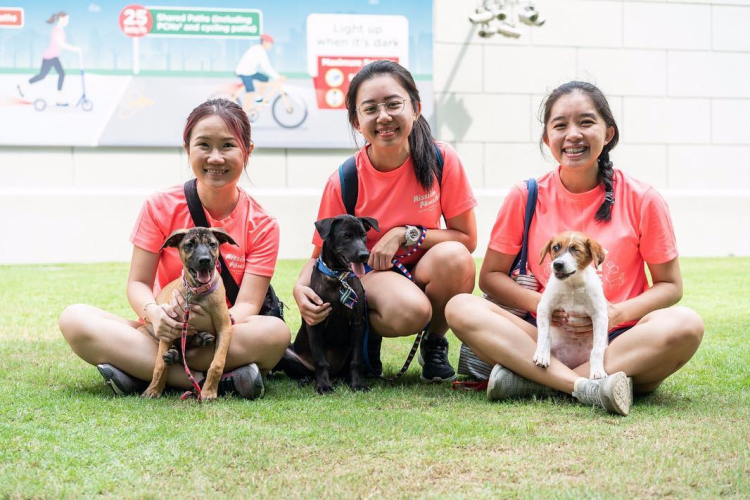 10 Places For Animal Lovers To Volunteer At In Singapore