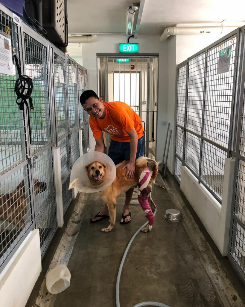 10 Places For Animal Lovers To Volunteer At In Singapore