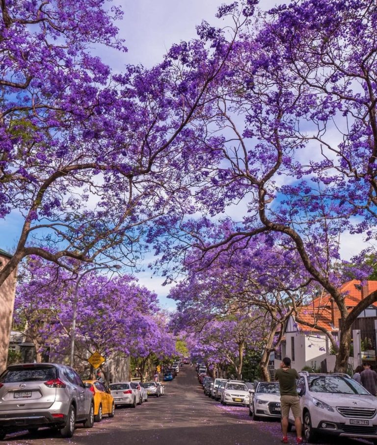 7 Must-Try Things To Do In Sydney In Spring - Bondi Beach Sculptures ...