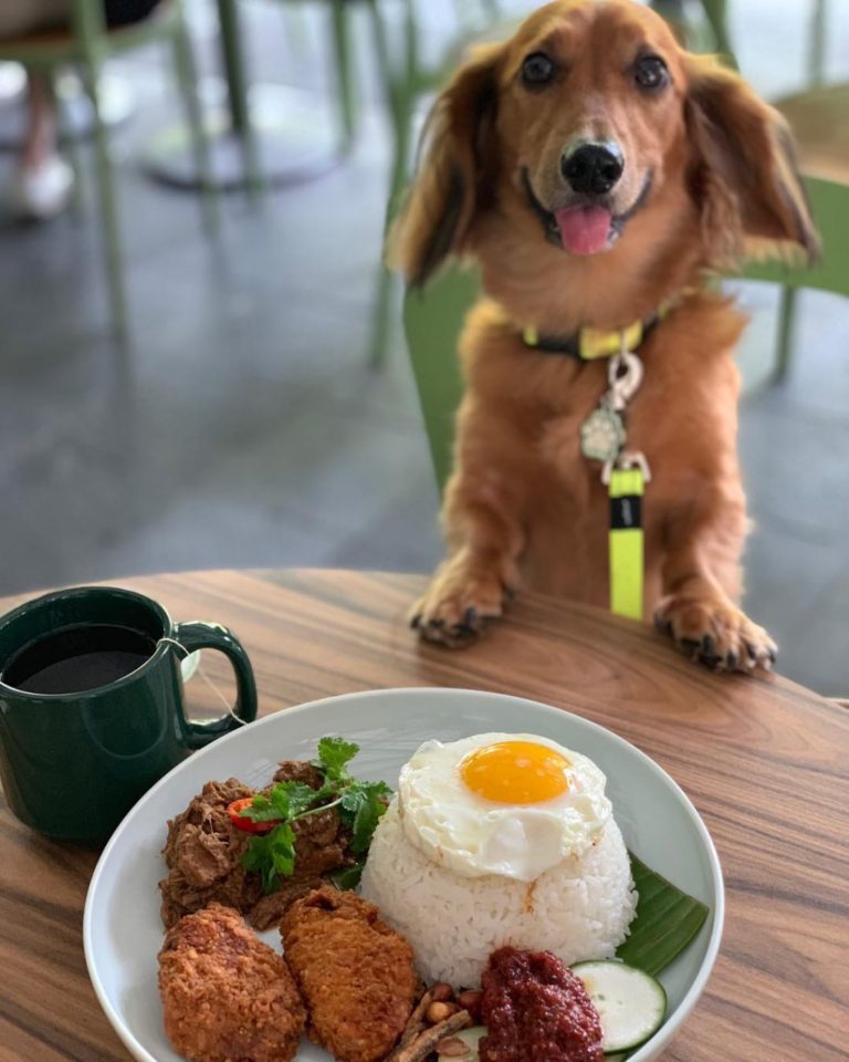 11 Dog-Friendly Cafes & Restaurants In Singapore That You Can Dine At With Your Pup