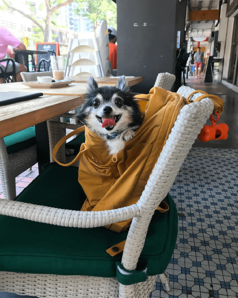 11 Dog-Friendly Cafes & Restaurants In Singapore