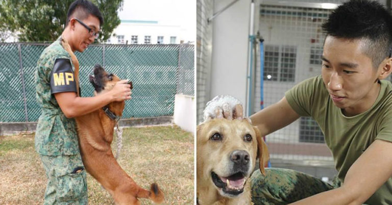 7 Unexpected Facts About The SAF You Never Knew Like Yearly Dog Adoptions