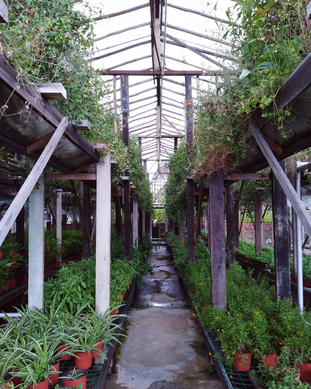 Urban Farms In Singapore For Locally-Grown Vegetables Of High Quality