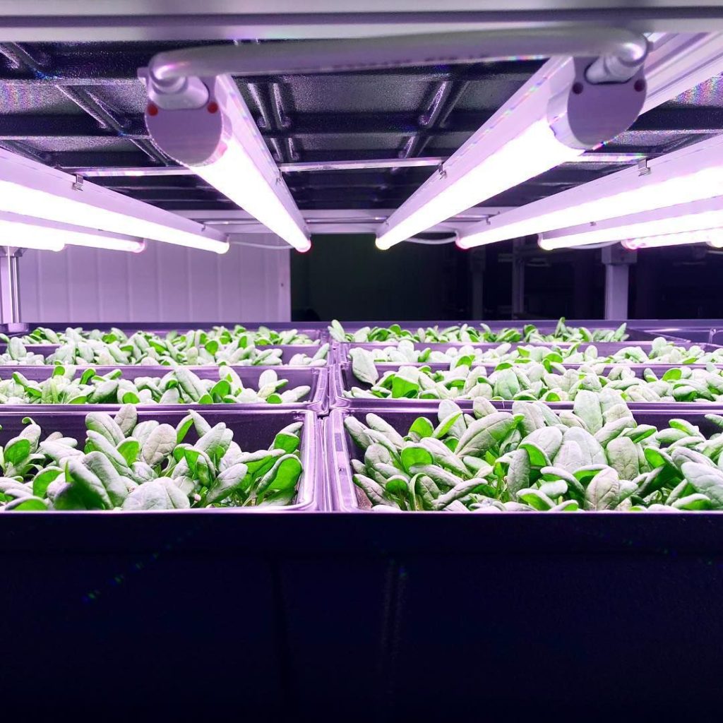 Urban Farms In Singapore For Locally-Grown Vegetables Of High Quality