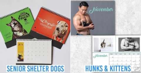 8 Cute Animal Charity Calendars From Pet Shelters In Singapore To ...