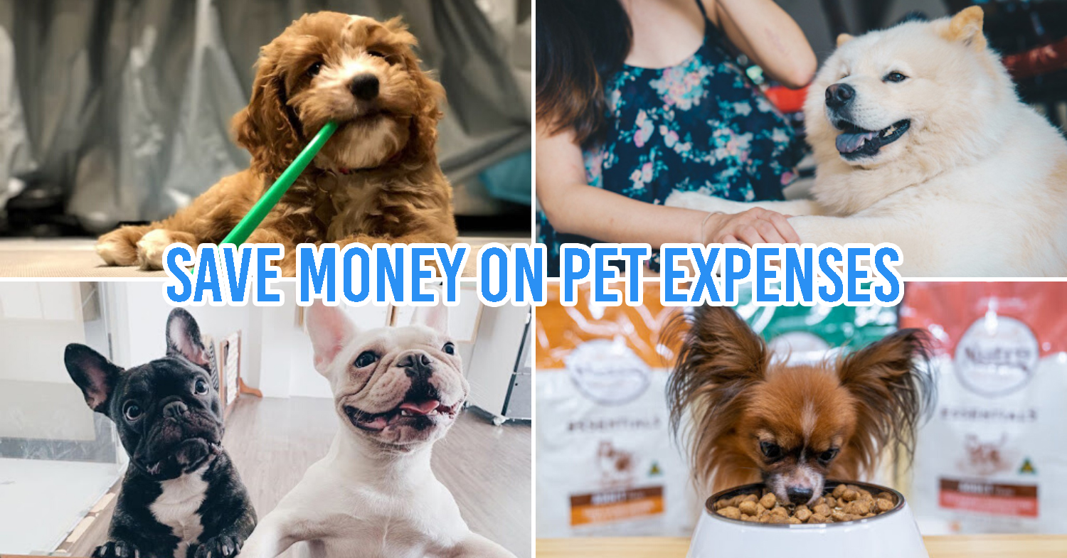 How To Save Money For Dog Owners In Singapore - 8 Tips That Include ...