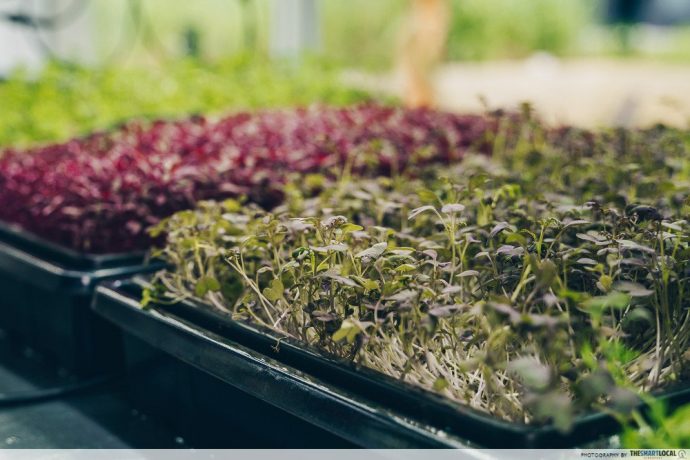 10 New Features Of Tengah That’ll Make You Want To BTO There ASAP