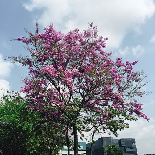 10 New Features Of Tengah That’ll Make You Want To BTO There ASAP