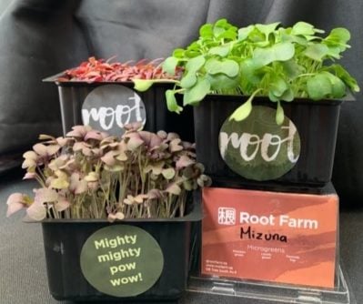 8 Plant Growing Kits To Buy Online To Unleash Your Inner Farmer