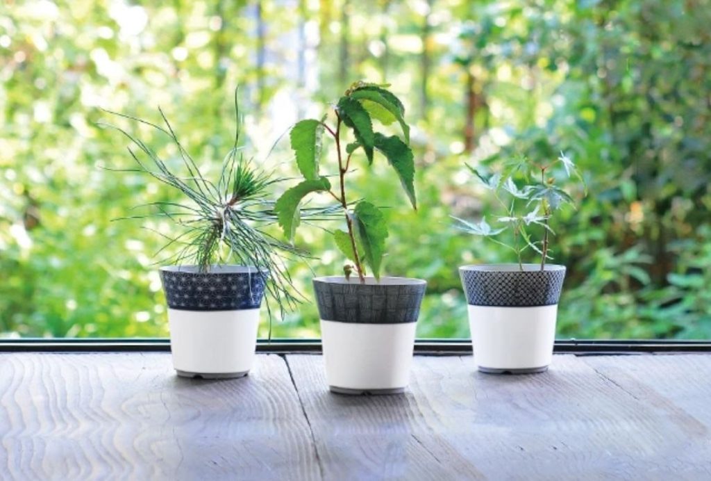 8 Plant Growing Kits To Buy Online To Unleash Your Inner Farmer