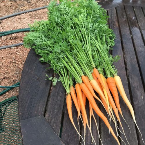 10 Longest Lasting Vegetables To Maximise Savings & Prevent Wastage