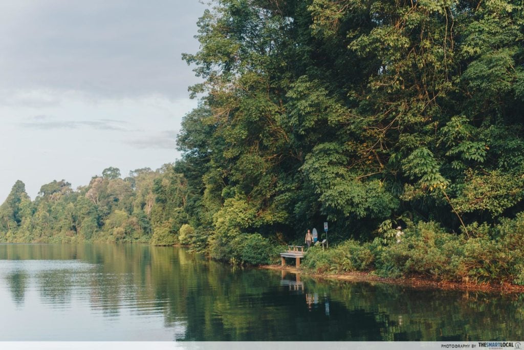 10 Things To Do At MacRitchie Reservoir Park [2024]