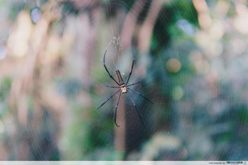 11 Things To Do In MacRitchie Reservoir - Hiking Guide With Treetop ...