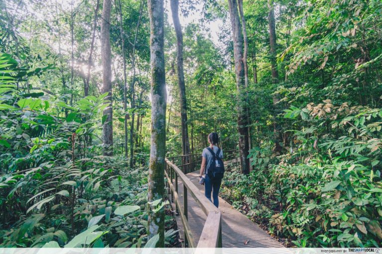10 Things To Do At MacRitchie Reservoir Park [2024]