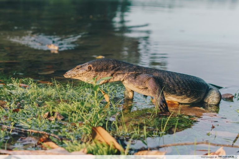 10 Things To Do At MacRitchie Reservoir Park [2024]