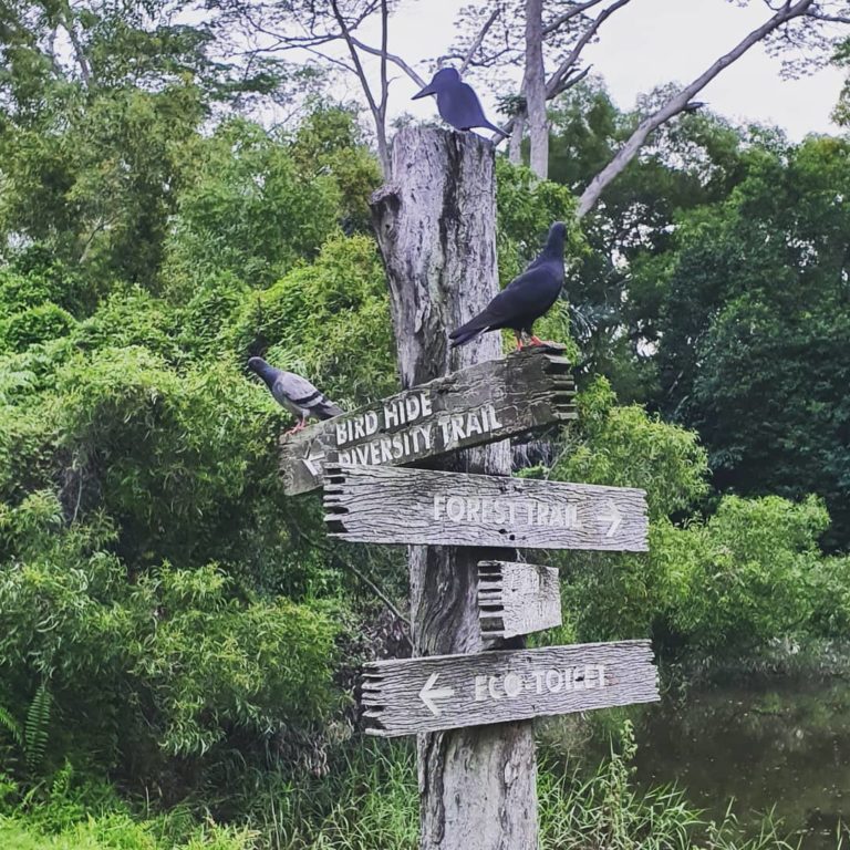 Tampines Eco Green: An Untouched Spot Of Nature