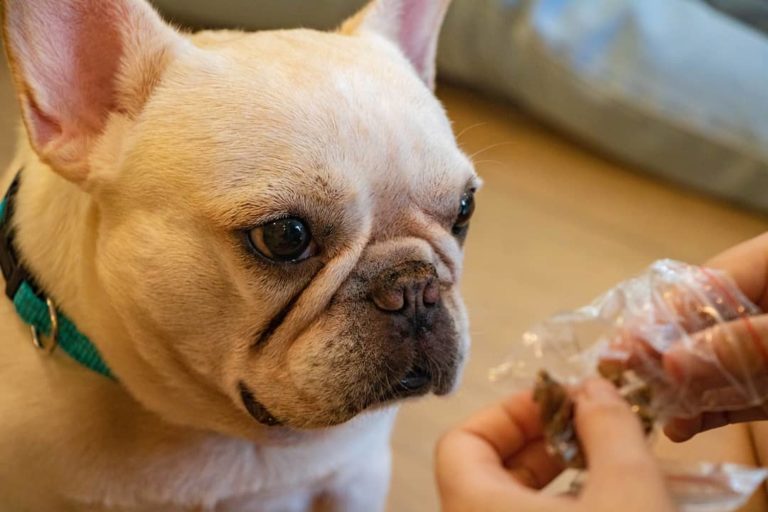 We Are The Furballs: Singapore’s First Dog Cafe At Bugis+ For A Paw ...