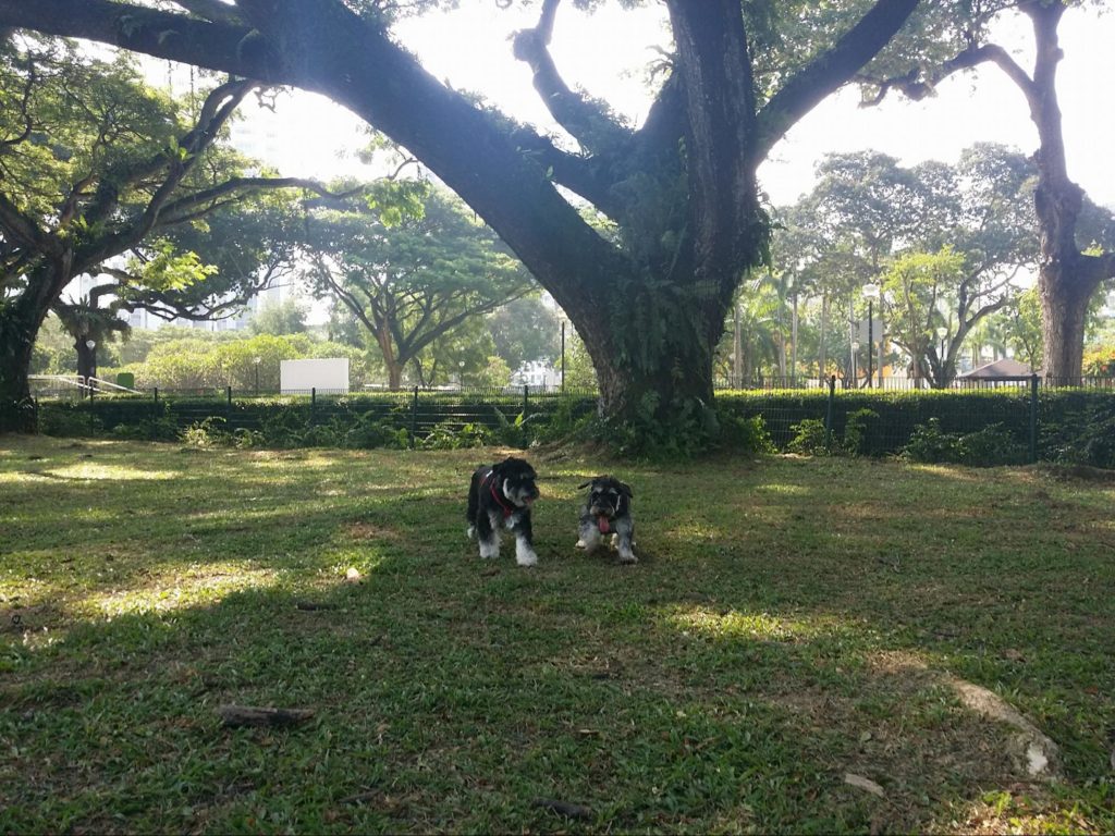 17 Best Free Dog Runs & Parks In Singapore For Doggo Playdates