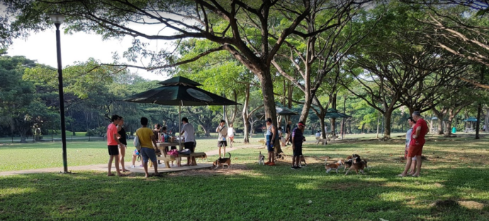 15 Best Free Dog Runs & Parks In Singapore For Doggo Playdates