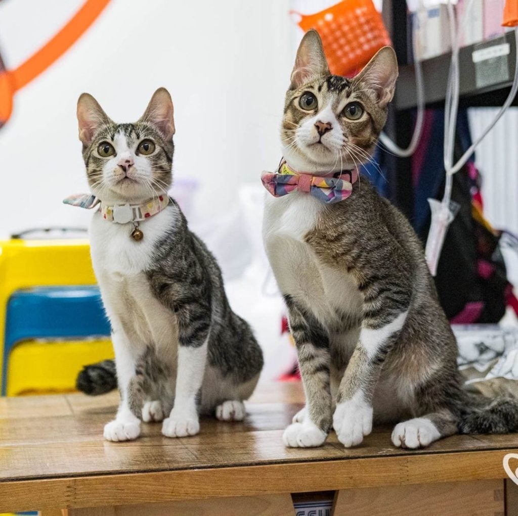 First-Time Cat Owner Guide For Singaporeans (2024)