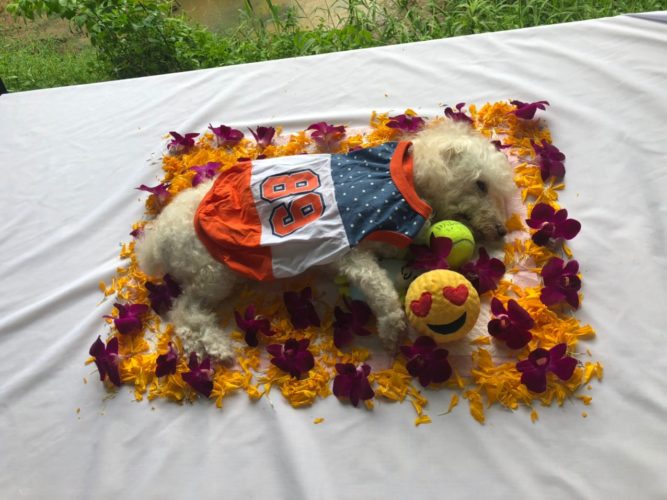 I Engaged An Animal Communicator For My Deceased Dog In Singapore