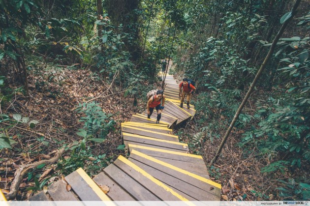 Guide To Dairy Farm Nature Park - Nature Trails & Sightseeing