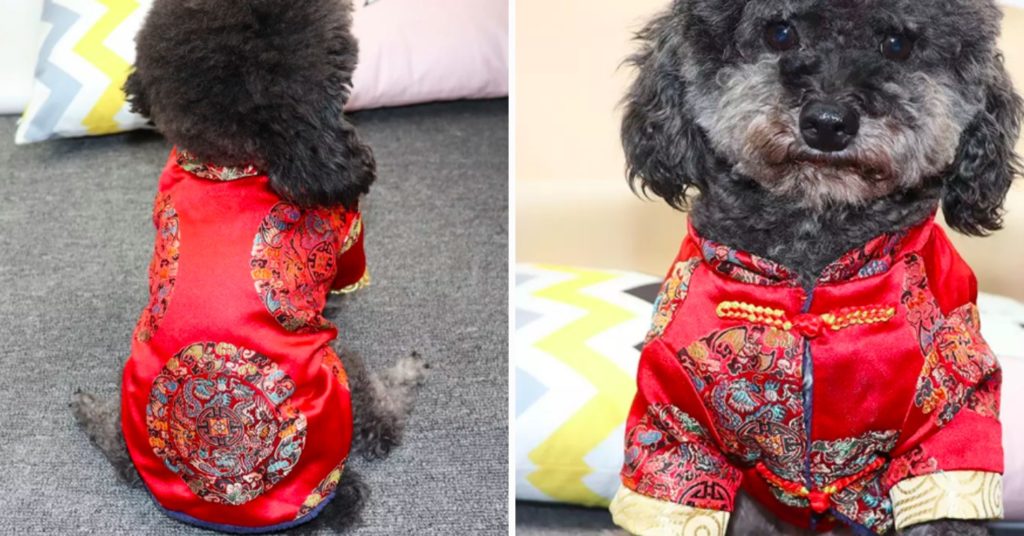 10 CNY Dog Clothes For Your Pets So They Can Go Visiting Too