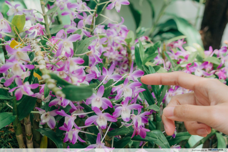 Tropical Montane Orchidetum: Singapore Botanic Gardens’ New Glasshouse ...