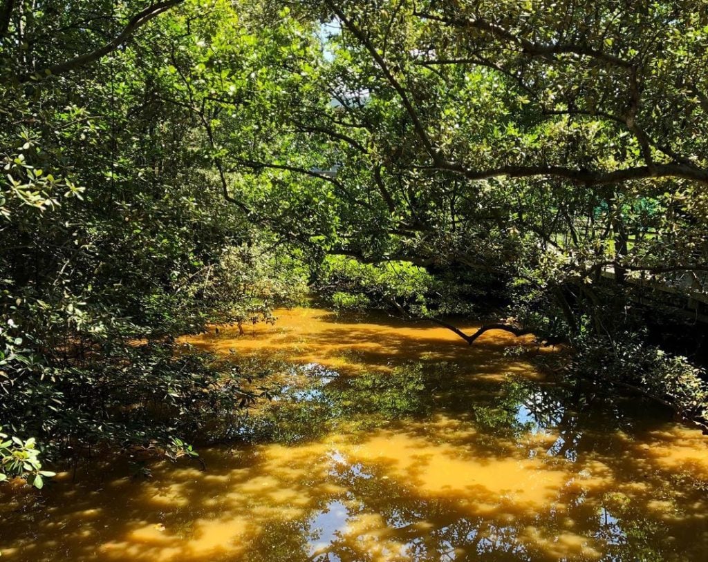 Berlayer Creek Boardwalk: Coastal Mangrove Trail Near Labrador Park