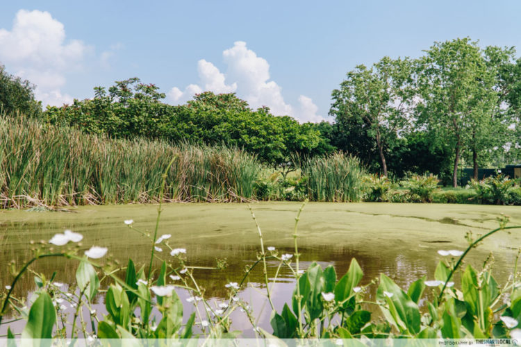 Sengkang Riverside Park - Fruit-Themed Boardwalk & Lalang Field
