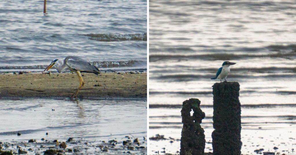 Yishun Dam: Ulu Scenic Lookout With IG-Worthy Waterfront Views