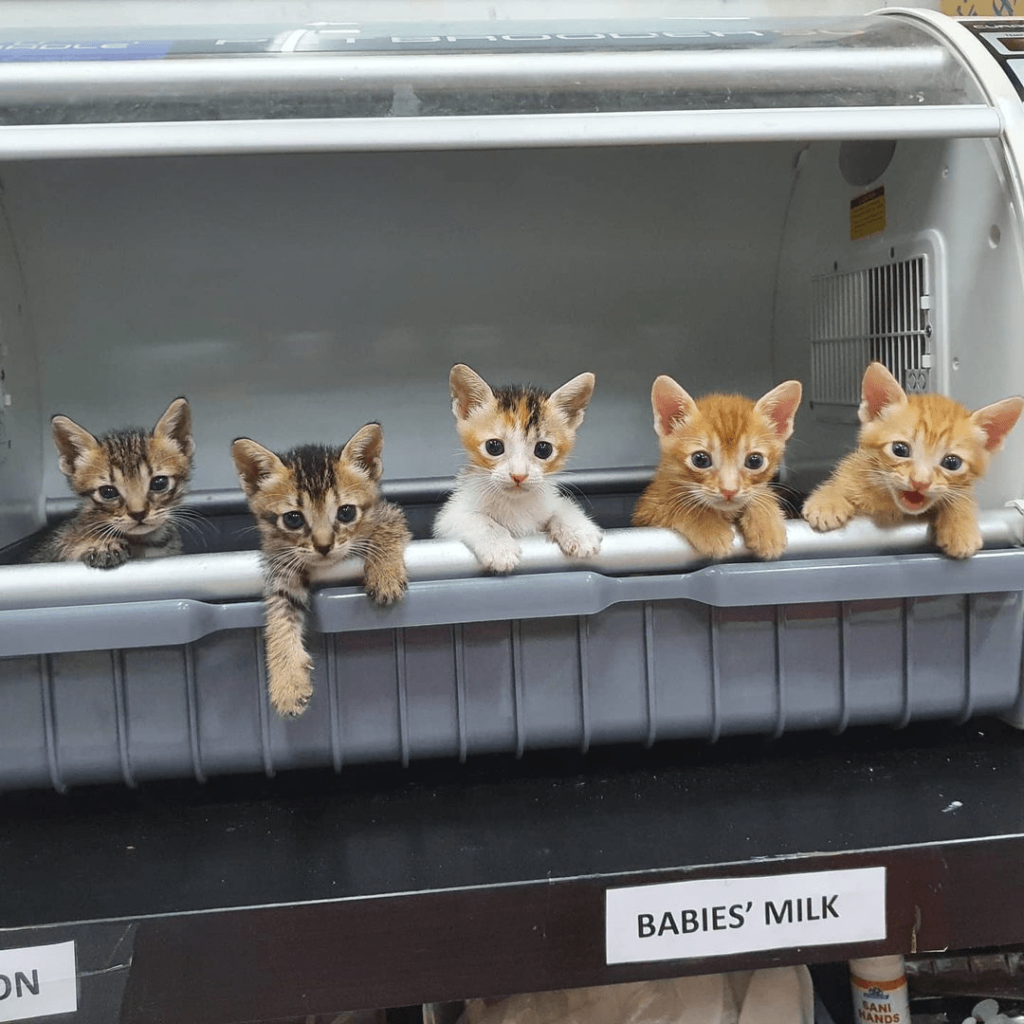 Kitten Sanctuary Singapore: A Crazy Cat Lover’s Heaven