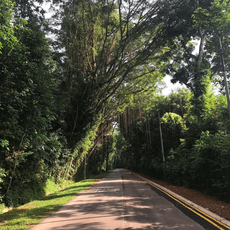 Devil’s Bend: Singapore’s Most Haunted Road