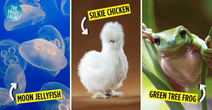 Uncommon Pets You Can Legally Own In Singapore