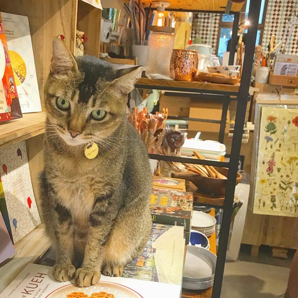 Cat Socrates: Cosy Gift Store With Knick-Knacks & Kitty "Shopkeepers"