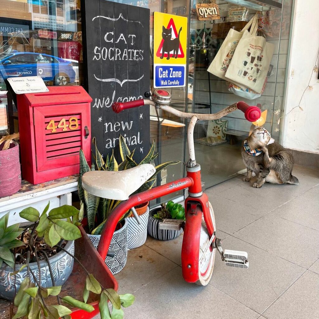 Cat Socrates: Cosy Gift Store With Knick-Knacks & Kitty "Shopkeepers"