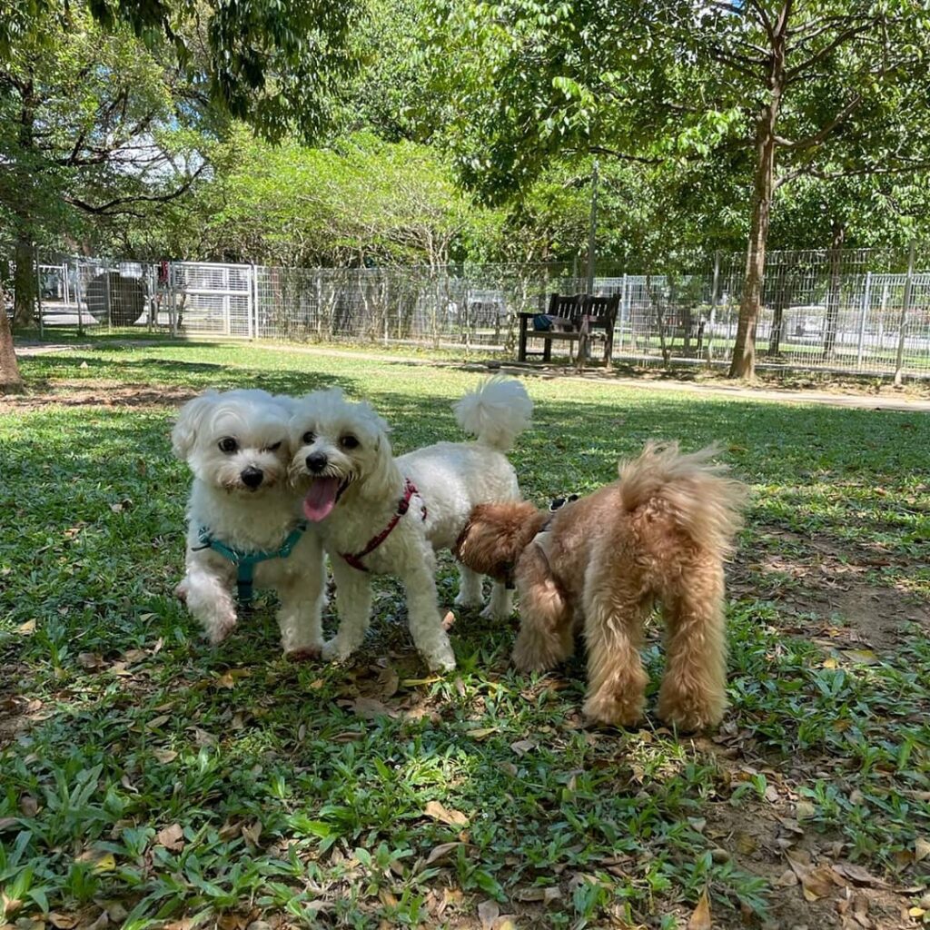 Yishun Park: Quaint Nature Spot In The North With Spiral Lookout Tower